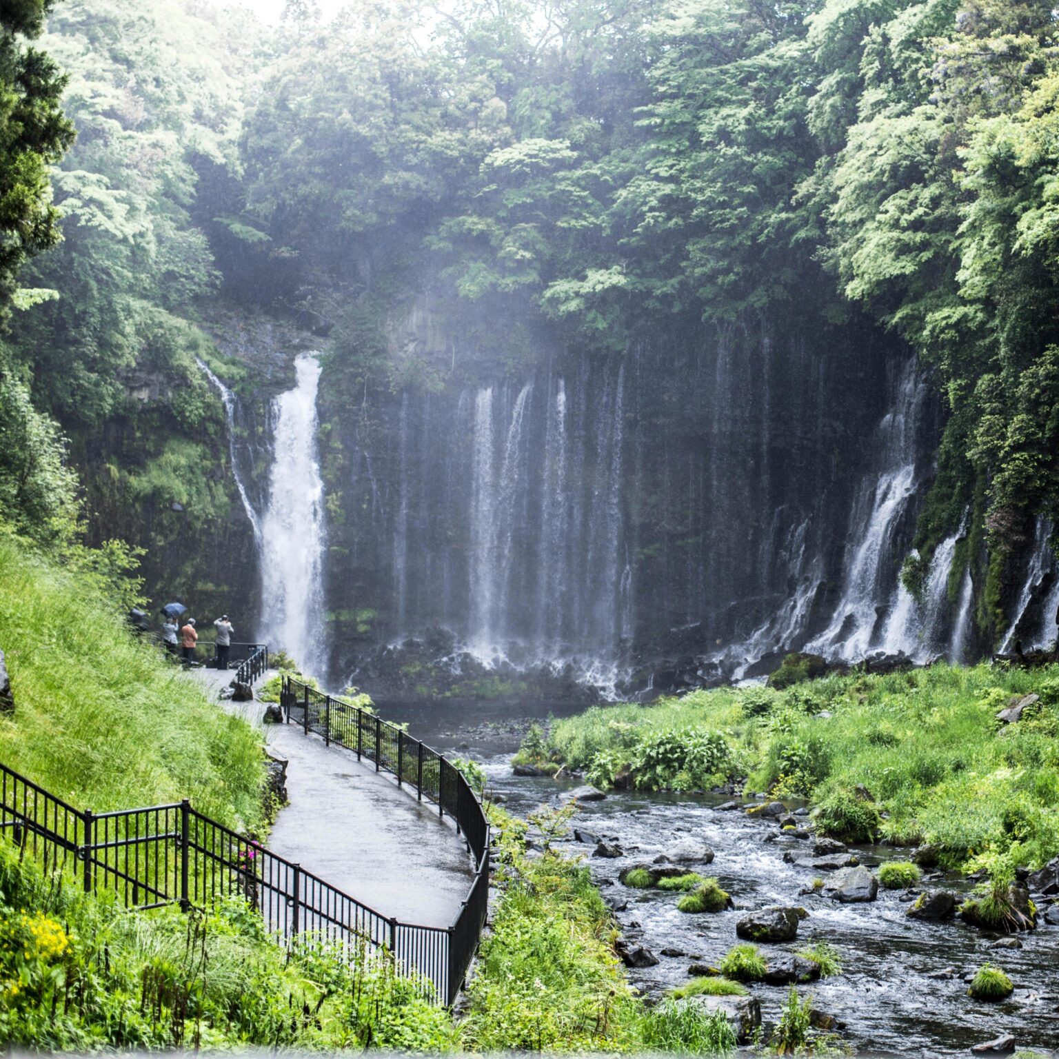 TOKAI REGION – Dandelions JAPAN